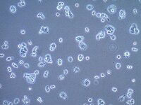 Hep-G2/2.2.15 Human Hepatoblastoma Cell Line | SCC249